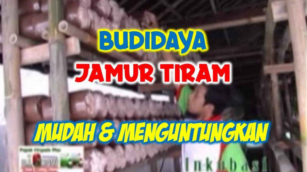 BUDIDAYA JAMUR TIRAM MUDAH DAN MENGUNTUNGKAN - DI GROW—Situs Resmi