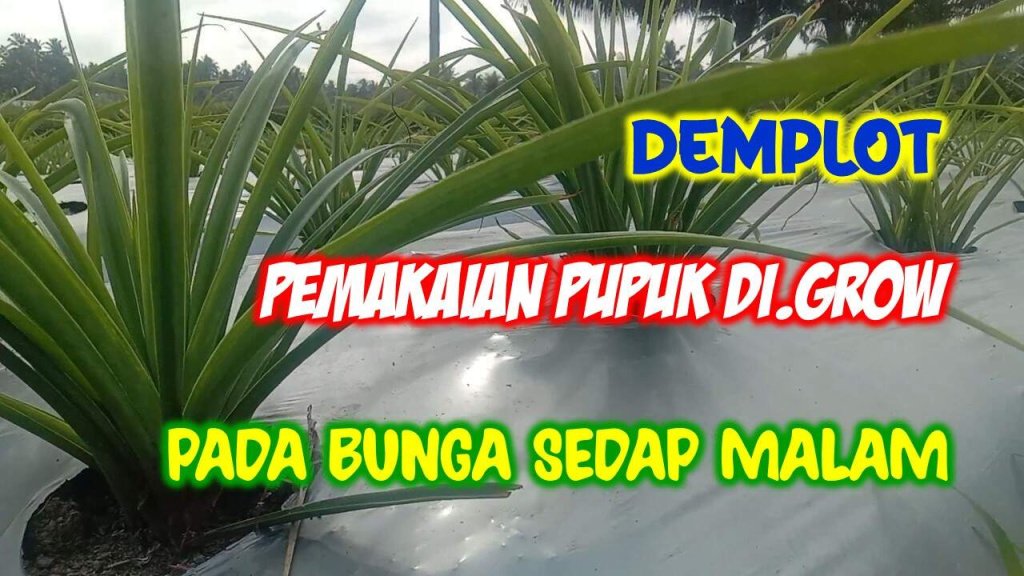 DEMPLOT PEMAKAIAN PUPUK DI.GROW PADA TANAMAN BUNGA SEDAP MALAM - DI ...