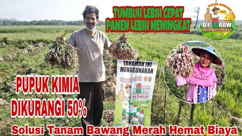 Demplot Bawang Merah Lamongan - DI GROW—Situs Resmi