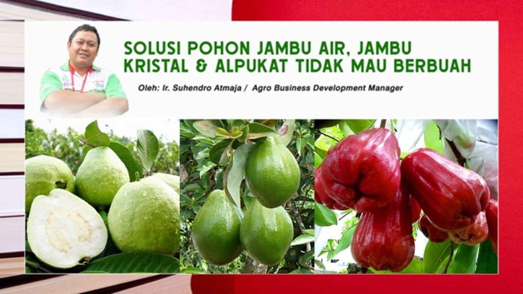 SOLUSI POHON JAMBU AIR, JAMBU KRISTAL & ALPUKAT TIDAK MAU BERBUAH - DI ...