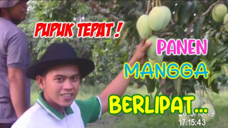 PUPUK TEPAT: RAHASIA HASIL PANEN MANGGA BERLIPAT ! - DI GROW—Situs Resmi