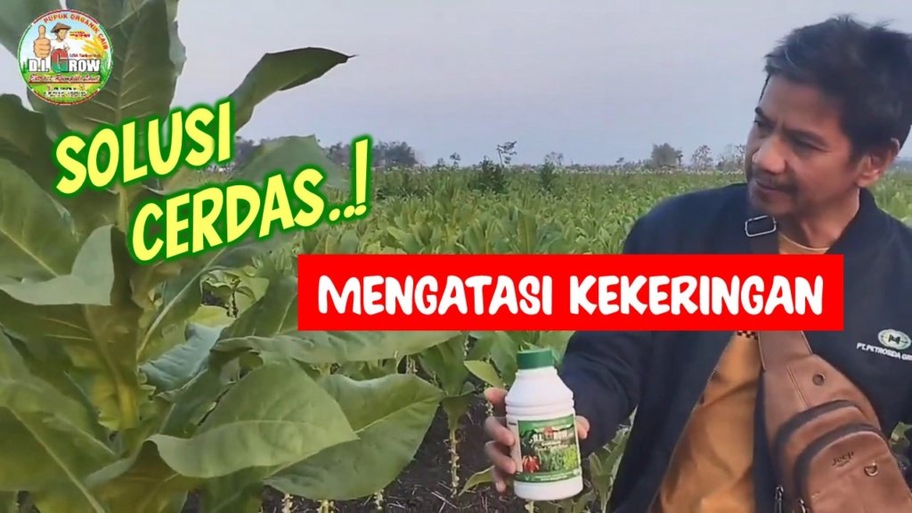 DI.GROW SOLUSI CERDAS UNTUK TANAMAN TERHADAP KEKERINGAN - DI GROW—Situs ...