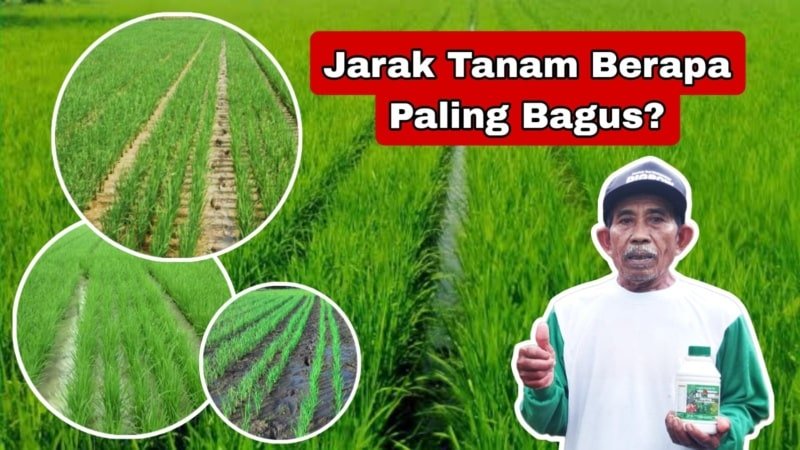 WAJIB DIKETAHUI JARAK TANAM TERBAIK TANAM PADI - DI GROW—Situs Resmi