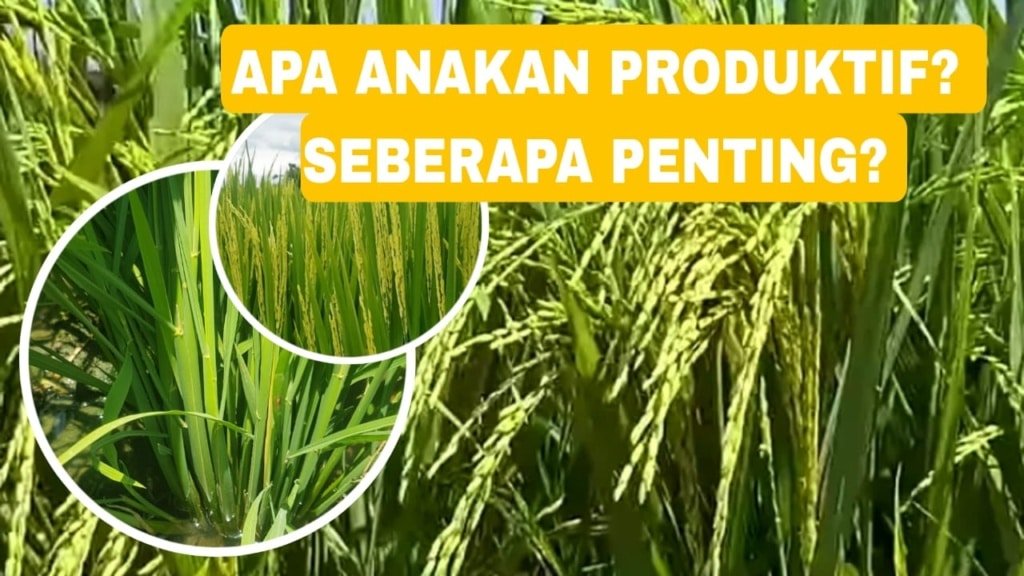 Pentingnya Anakan Padi Produktif - DI GROW—Situs Resmi